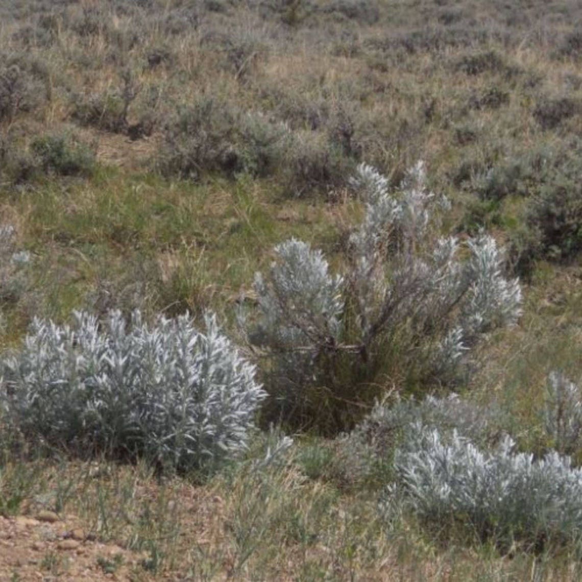 Silver Sagebrush Seeds (artemisia Cana) Packet of 40 seeds - Palm Beach ...