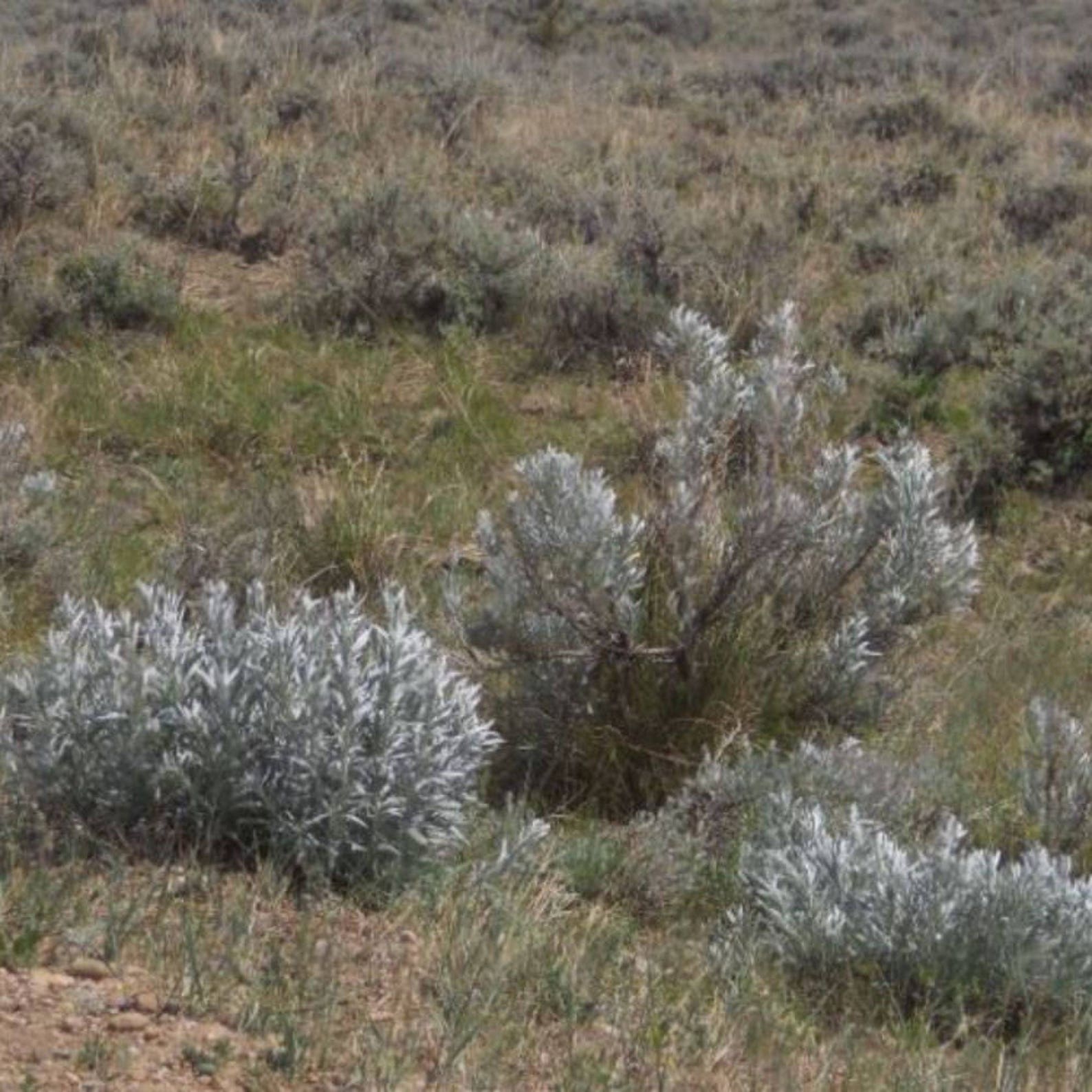 Silver Sagebrush Seeds (artemisia Cana) Packet of 40 seeds - Palm Beach ...