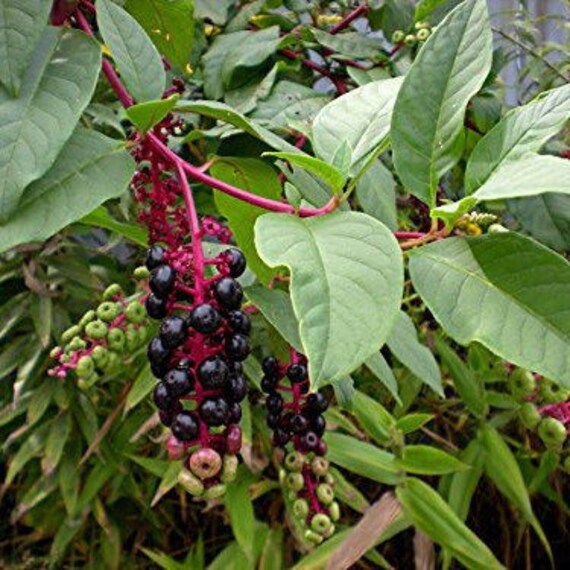 Pokeberry Seeds Phytolacca americana Packet of 100 Seeds | Etsy