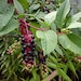 Pokeberry Seeds (phytolacca Americana) 20+ Seeds in Frozen Seed ...