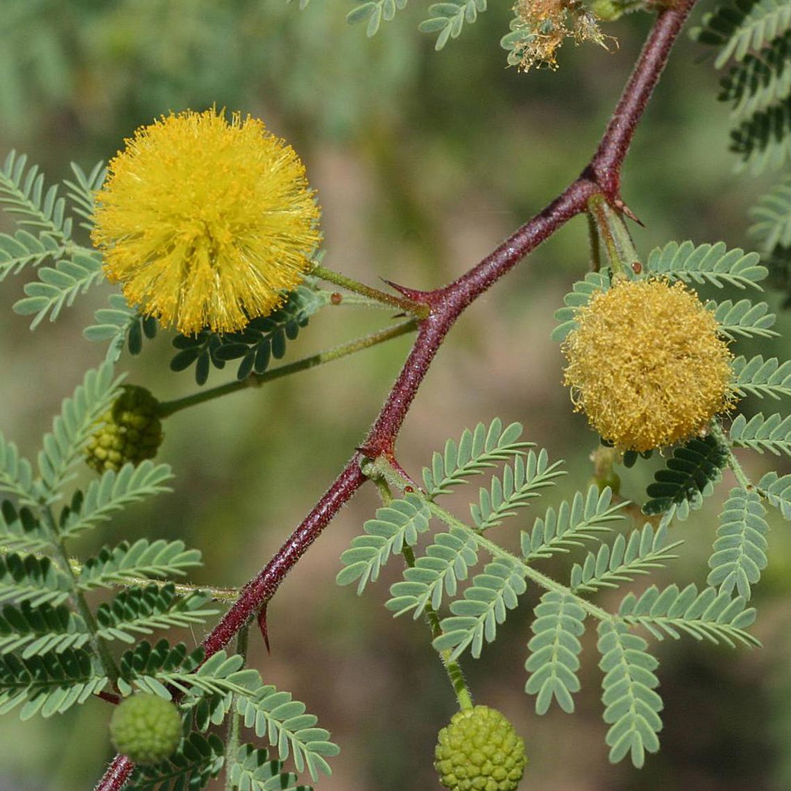 Gum Arabic Tree Seeds (acacia Senegal) 5+ Seeds in Frozen Seed Capsules ...