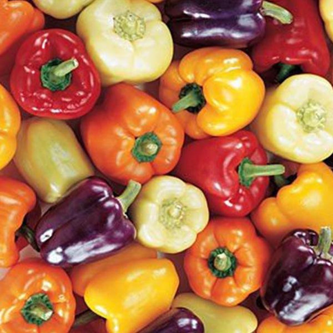 Mini Bell Pepper Seeds - Packet of 20 Seeds - Palm Beach Seed Company ...