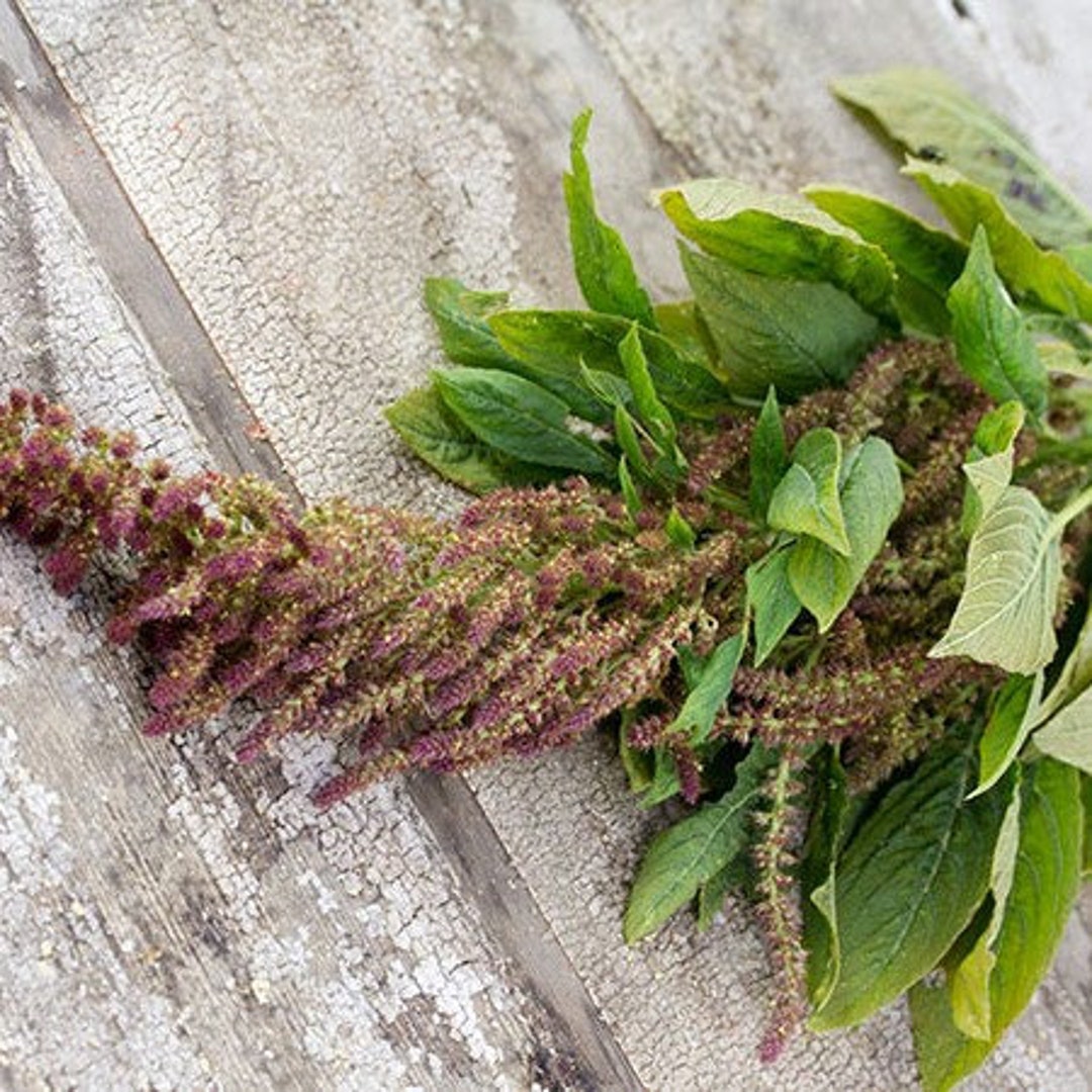 Thai RW Tender Amaranth Seeds - Packet of 30 Seeds - Palm Beach Seed ...