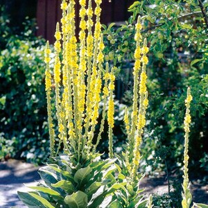Greek Mullein Seeds (verbascum Olympicum) 20+greek Mullein Seeds ...