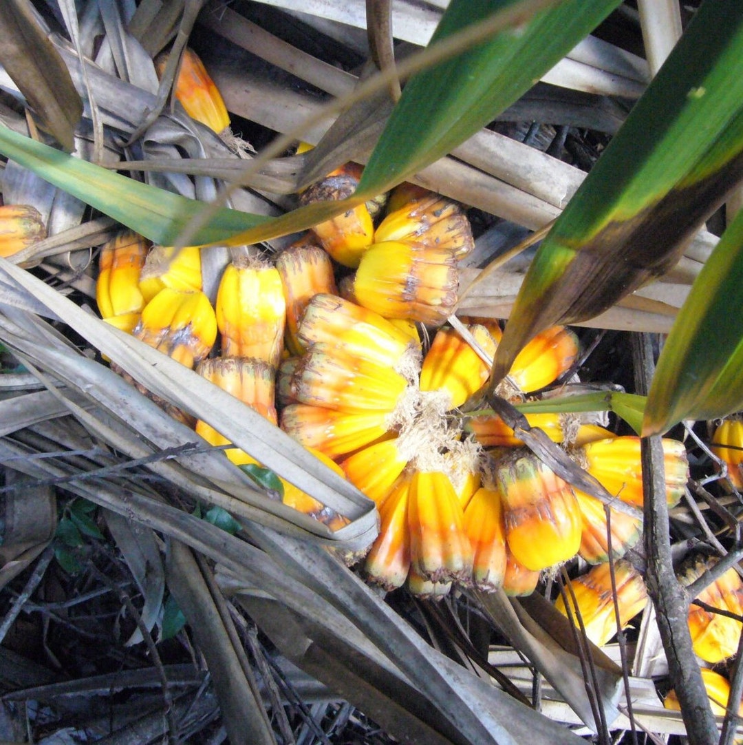 Pandanus Palm Seeds (pandanus Utilis) Packet of 5+ Seeds - Palm Beach ...
