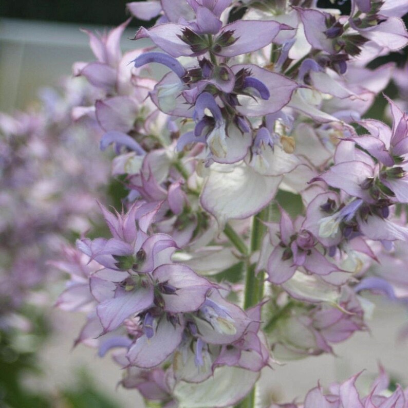 Spanish Sage Seeds salvia Lavandulifolia 20seeds in Frozen - Etsy