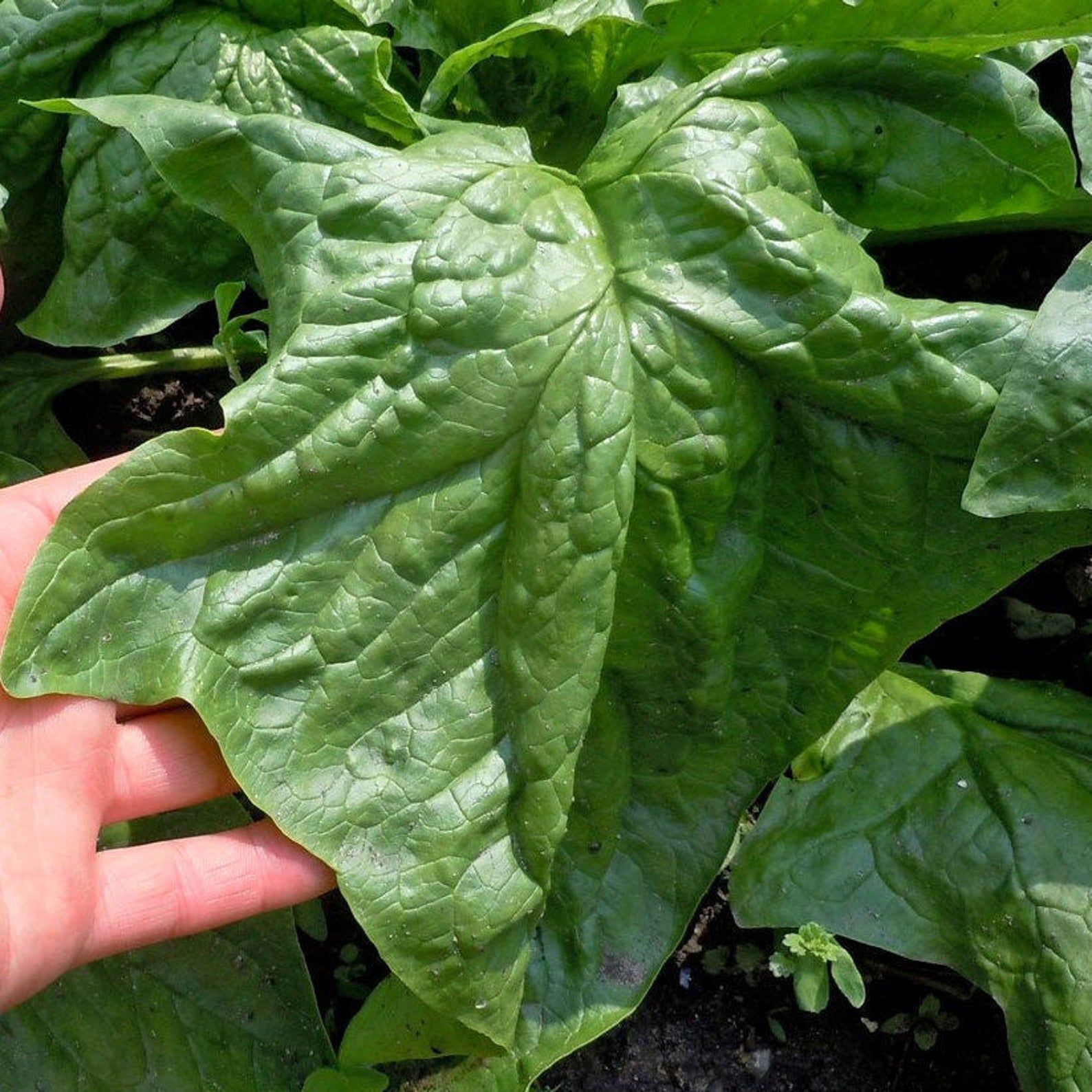 Bloomsdale Long Standing Spinach Seeds (spinacea Oleracea) Packet of 30 ...