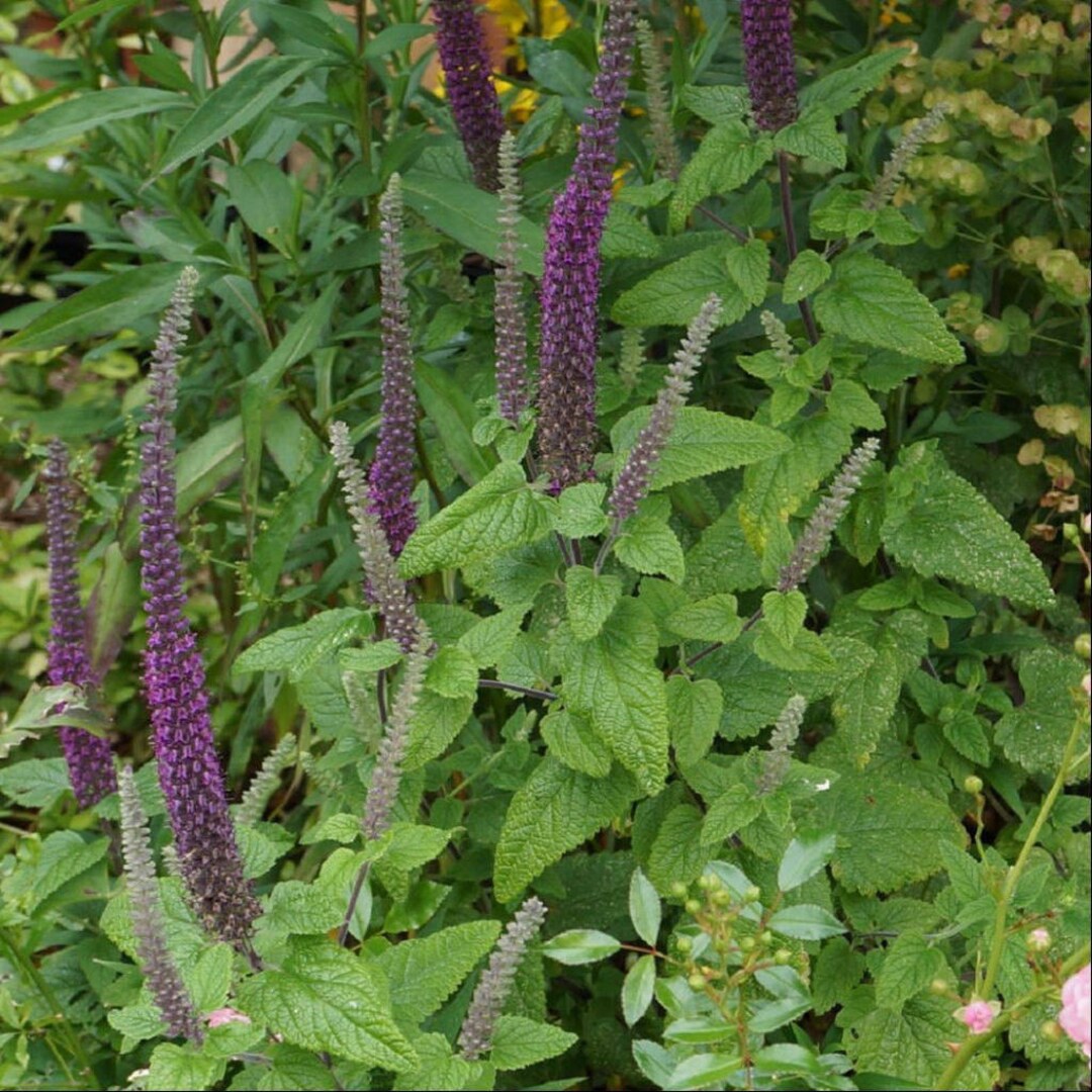 Caucasian Germander Seeds (teucrium Hyrcanicum) Packet of 20 Seeds ...