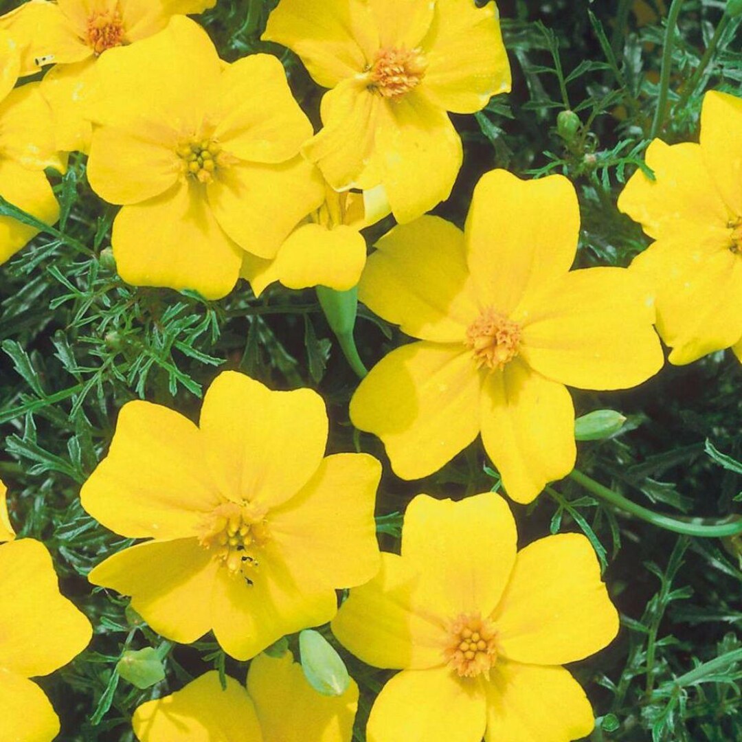 Lemon Gem Marigold Seeds (tagetes Tenuifoliae) Packet of 20 Seeds ...