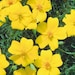 Lemon Gem Marigold Seeds tagetes Tenuifoliae 20 Seeds in Frozen Seed ...