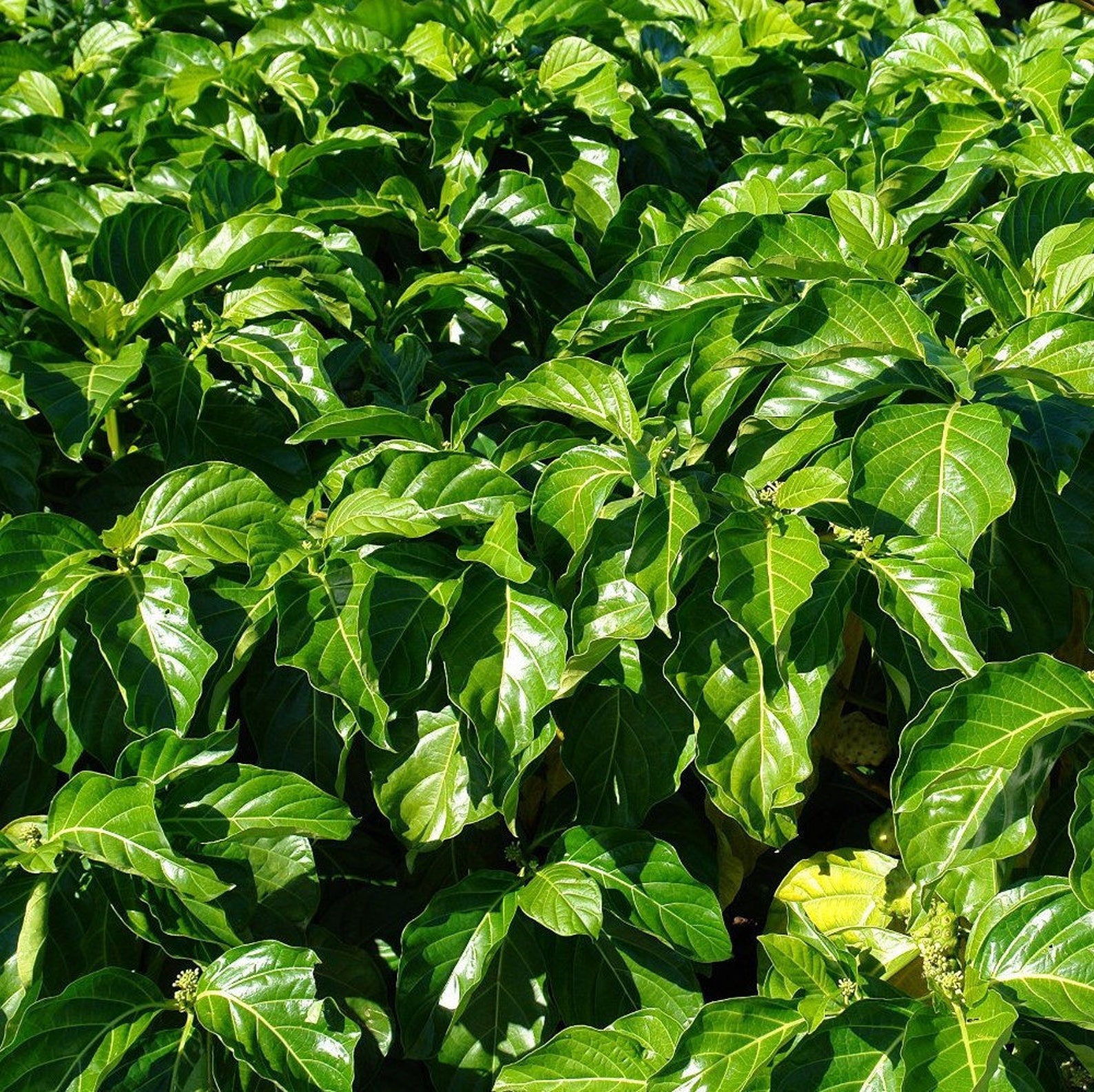 Noni Tree Seeds (morinda Citrifolia) Packet of 10 Seeds - Palm Beach ...