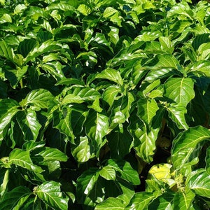 Noni Tree Seeds (morinda Citrifolia) Packet of 10 Seeds - Palm Beach ...