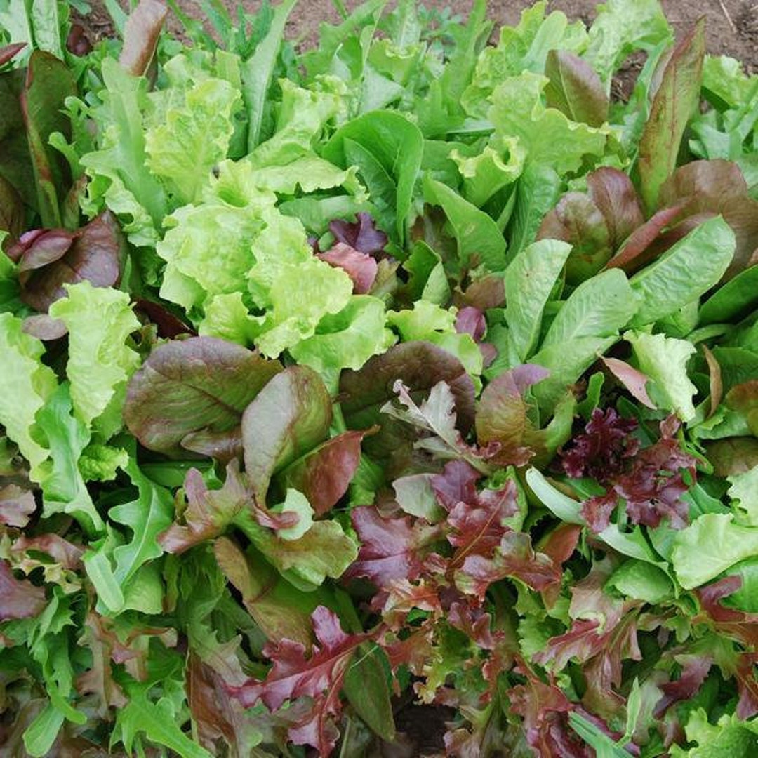 European Mesclun Mix Salad Blend Seeds - Packet of 100 Seeds - Palm ...