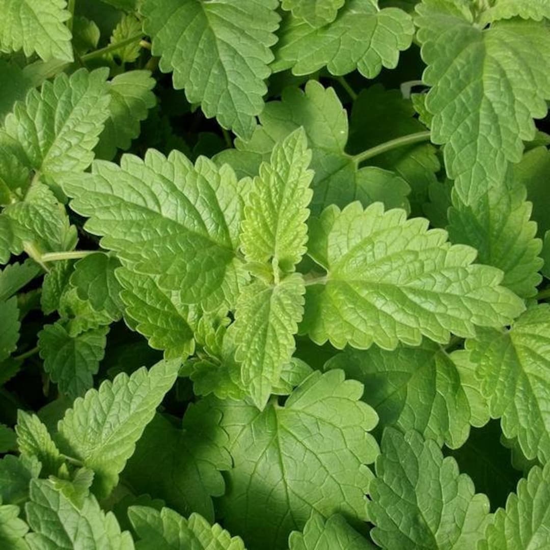 Catnip (nepeta Cataria) Packet of 50 Seeds - Palm Beach Seed Company - Etsy