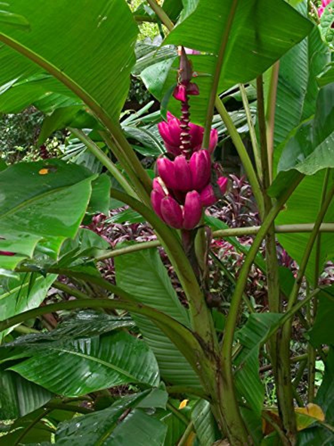 Pink Banana musa Velutina 5seeds in Frozen Seed Capsules™ | Etsy