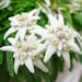 Edelweiss Seeds (leontopodium Alpinum) 20+ Seeds in Frozen Seed ...