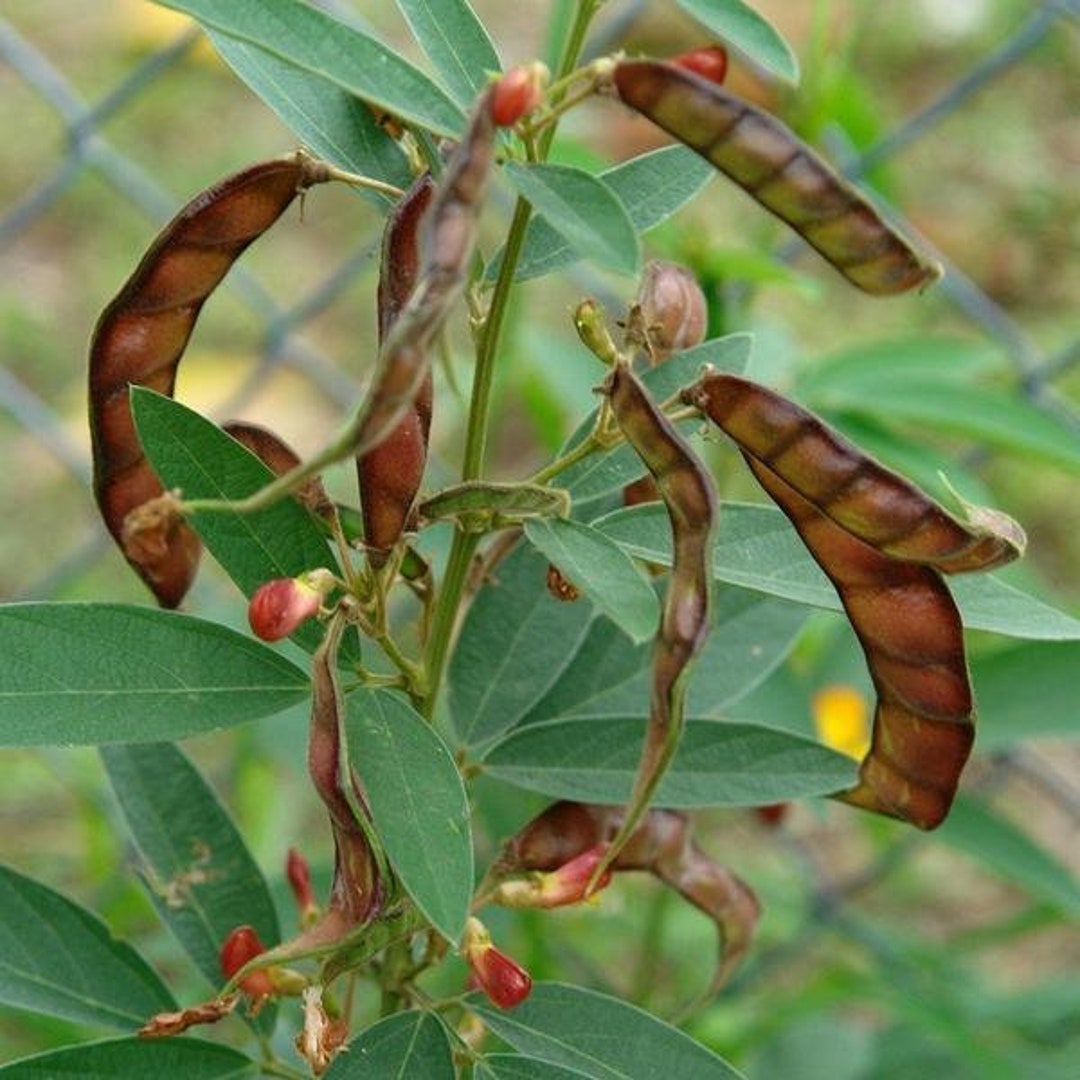 Pigeon Pea Seeds (cajanus Cajan) Packet of 20 Seeds - Palm Beach Seed ...