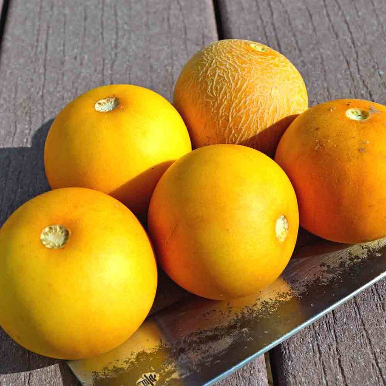 Melón de mango Vine Peach Seeds Paquete de 10 semillas Palm Beach Seed ...