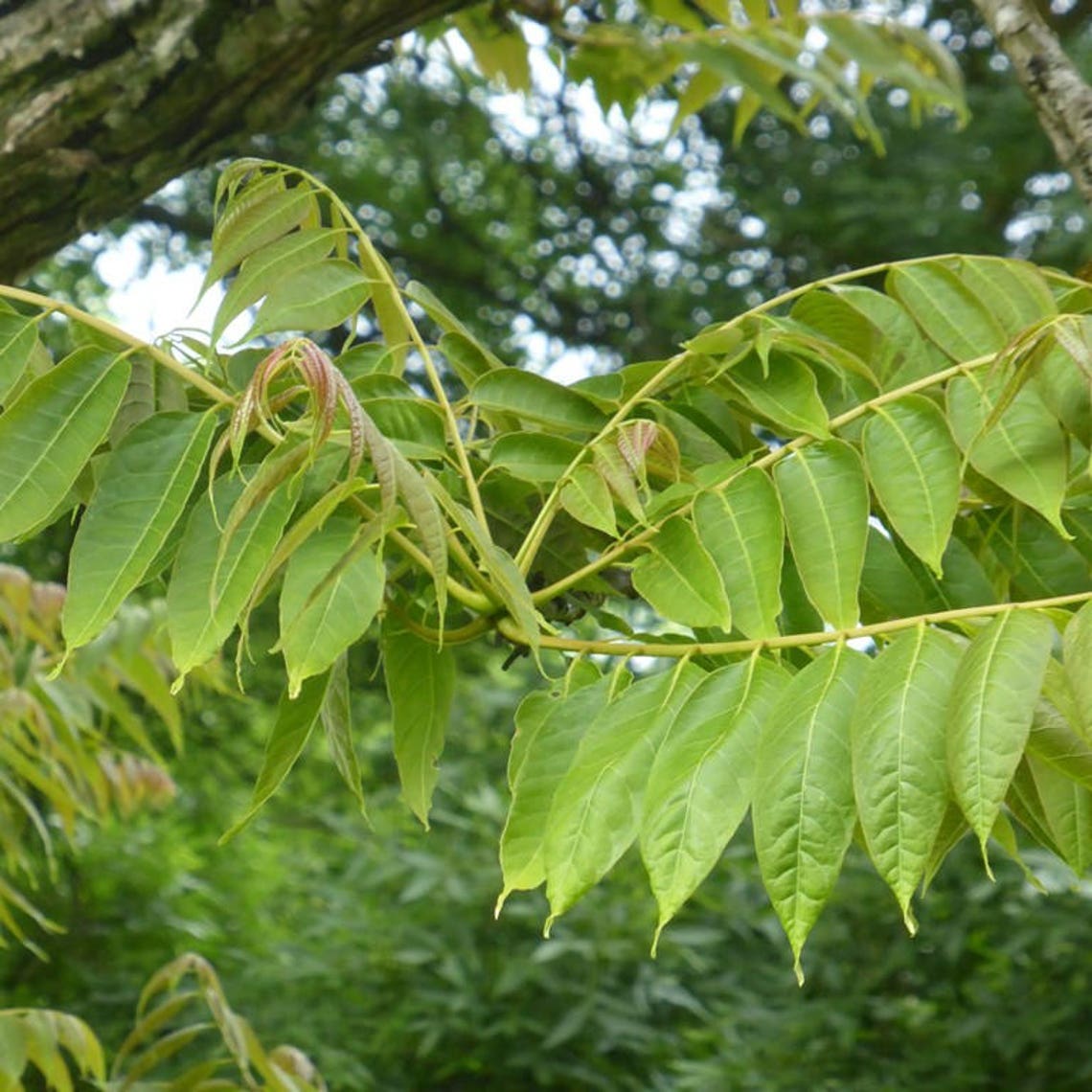 Chinese Mahogany Seeds (toona Sinensis) Packet of 5 Seeds - Palm Beach ...