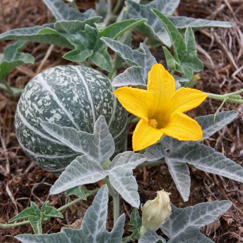Buffalo Gourd Seeds (cucurbita Foetidissima) Packet of 10 Seeds - Palm ...