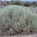 Big Sagebrush Seeds (artemisia Tridentata) 100+ Seeds in Frozen Seed ...
