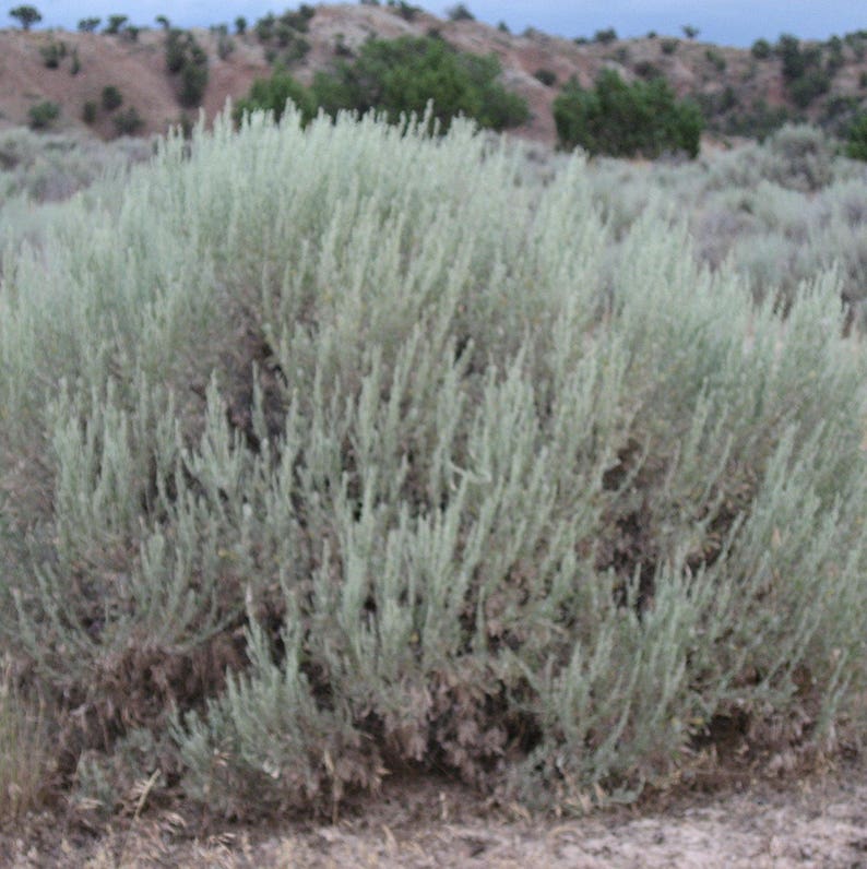 Big Sagebrush Seeds (artemisia Tridentata) 100+ Seeds in Frozen Seed ...