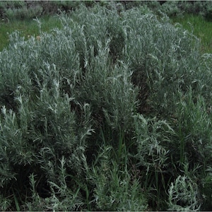 Silver Sagebrush Seeds (artemisia Cana) 40+ seeds in Frozen Seed ...