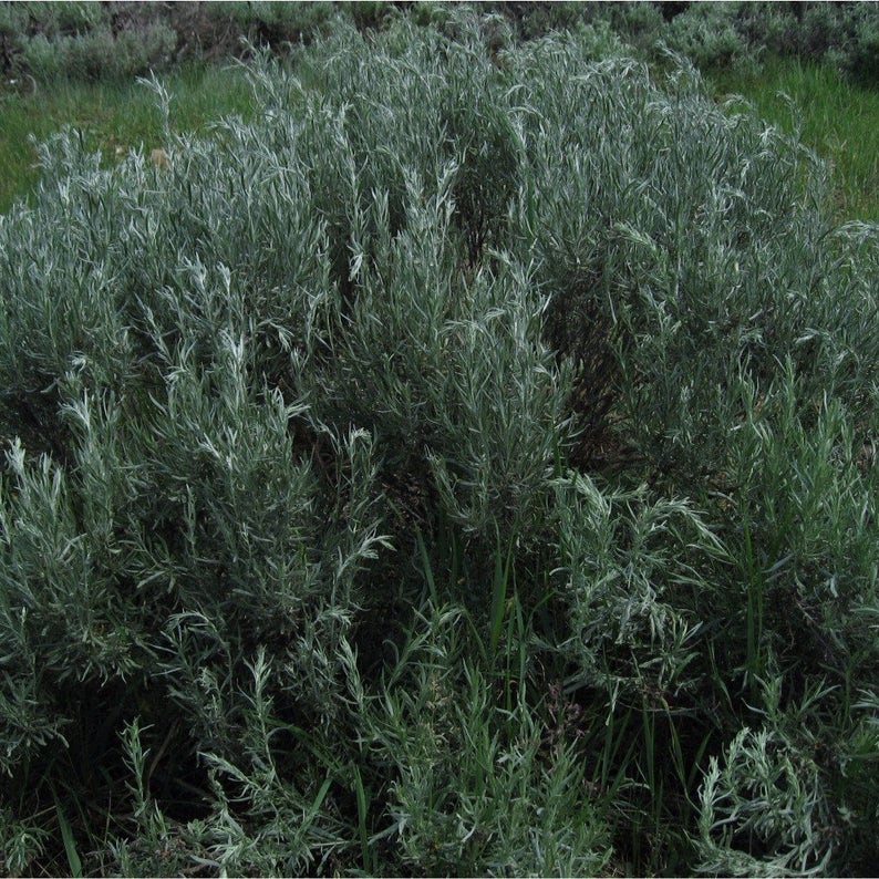 Silver Sagebrush Seeds (artemisia Cana) 40+ seeds in Frozen Seed ...