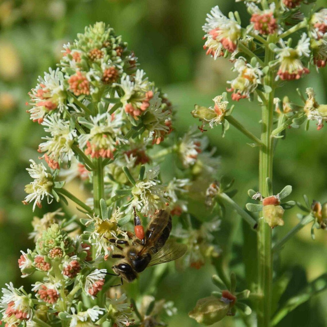 Mignonette Seeds Reseda odorata 20Seeds in Frozen Seed | Etsy