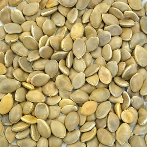 North Georgia Candy Roaster Squash Seeds (cucurbita Maxima) Packet of ...
