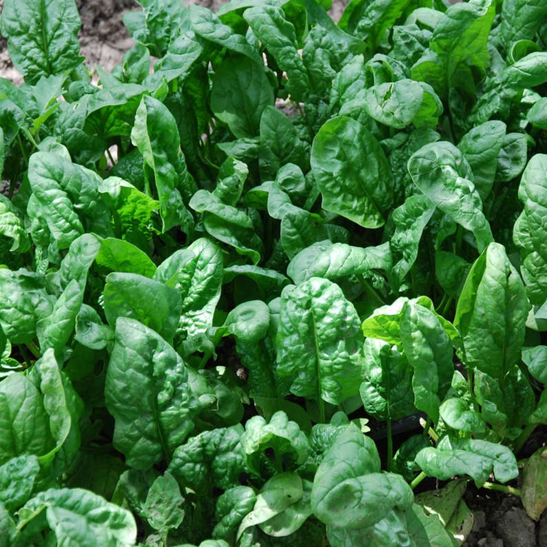 Giant Noble Spinach Seeds - Packet of 50 Seeds - Palm Beach Seed ...