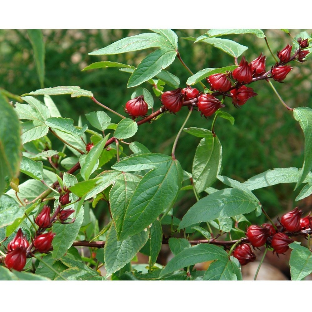 Red Roselle (hibiscus Sabdariffa) 50+ Seeds - Heirloom Variety ...