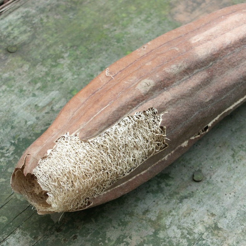 Loofah Seeds luffa Cylindrica Packet of 20 Seeds Palm - Etsy