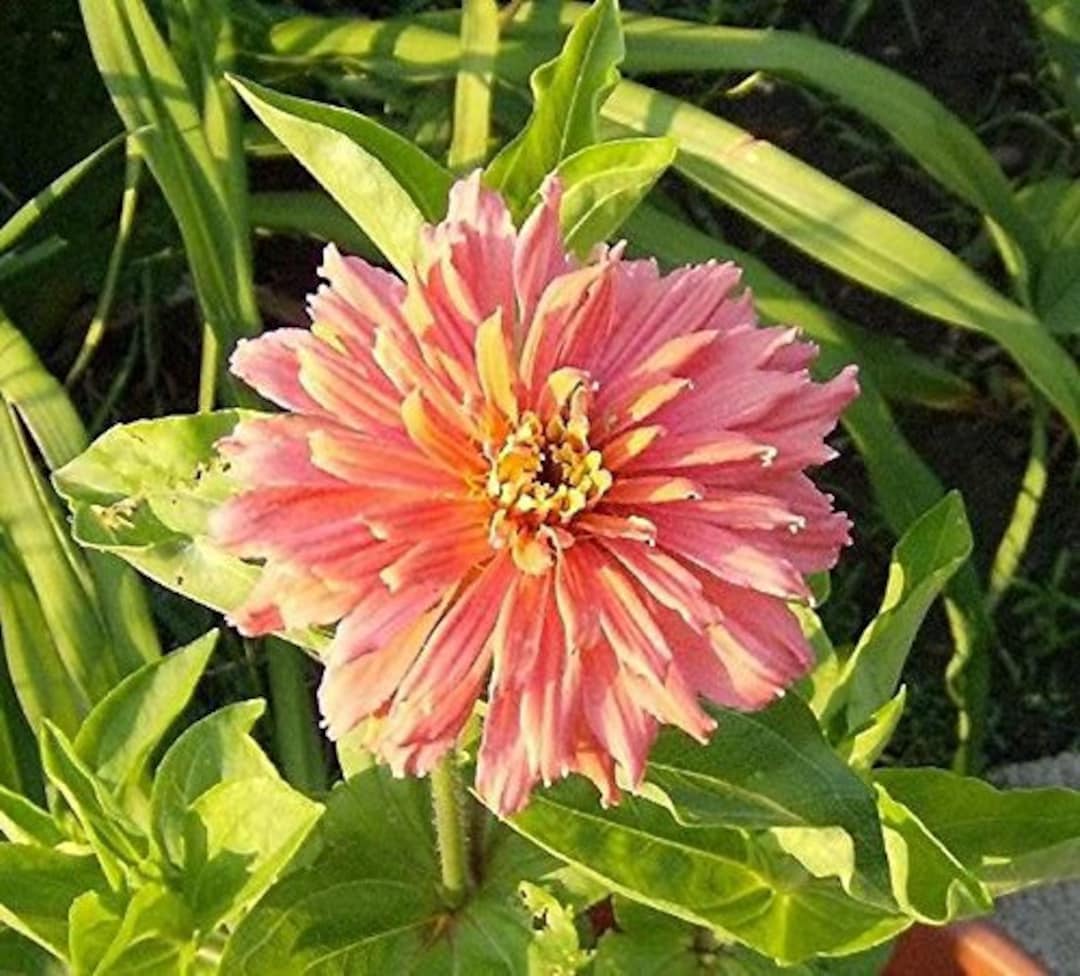 Burpee Rose Giant Cactus Zinnia Seeds - 30+ Seeds in Frozen Seed ...