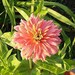 Burpee Rose Giant Cactus Zinnia Seeds 30 Seeds in Frozen Seed Capsules ...