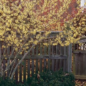Witch Hazel Seeds (hamamelis Virginiana) Packet of 10 Seeds - Palm ...