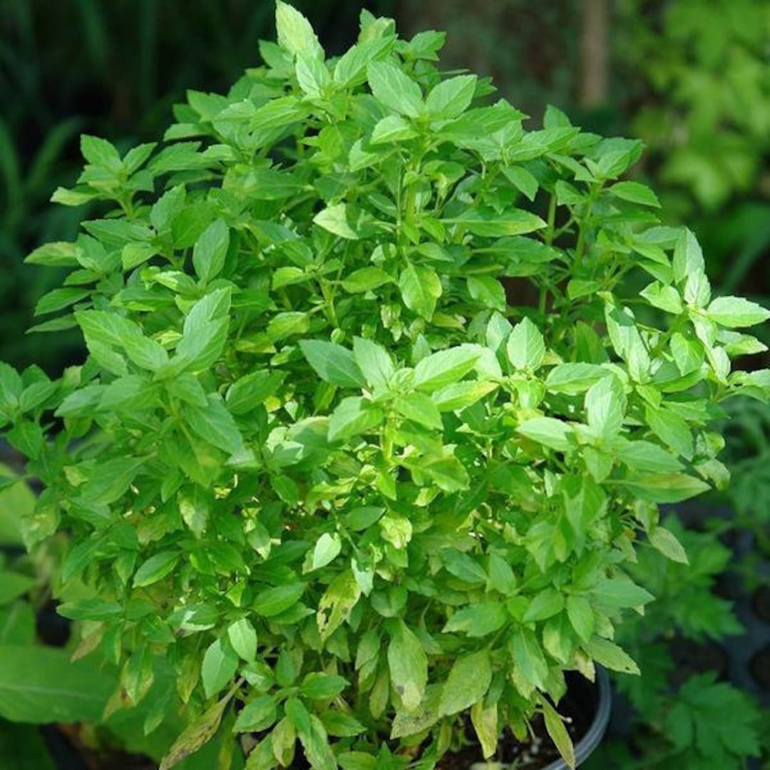 Greek Dwarf Basil Seeds ocimum Basilicum Packet of 40 Seeds Palm Beach ...