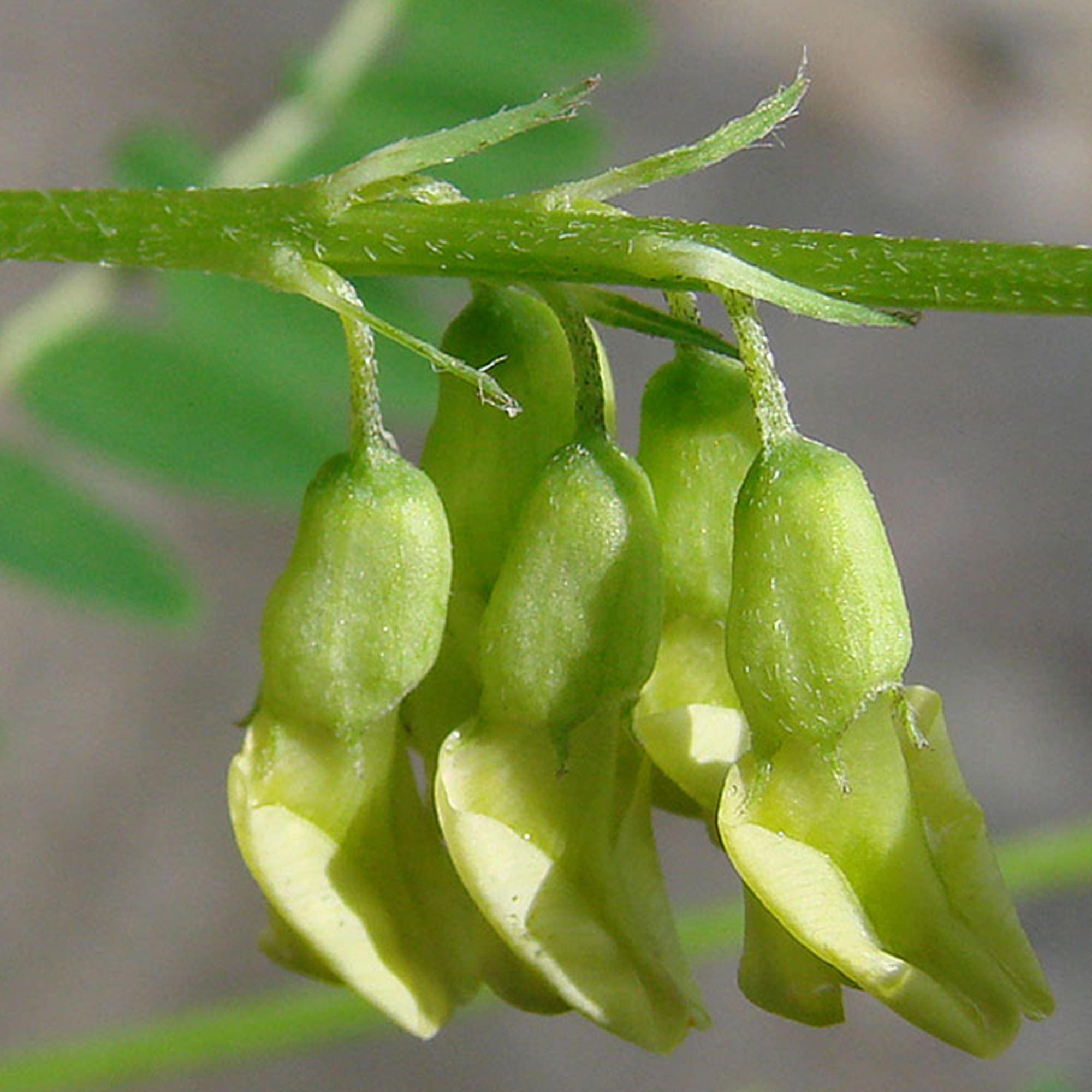 Astragalus Seeds astragalus Membranaceus 50 Seeds in Frozen | Etsy