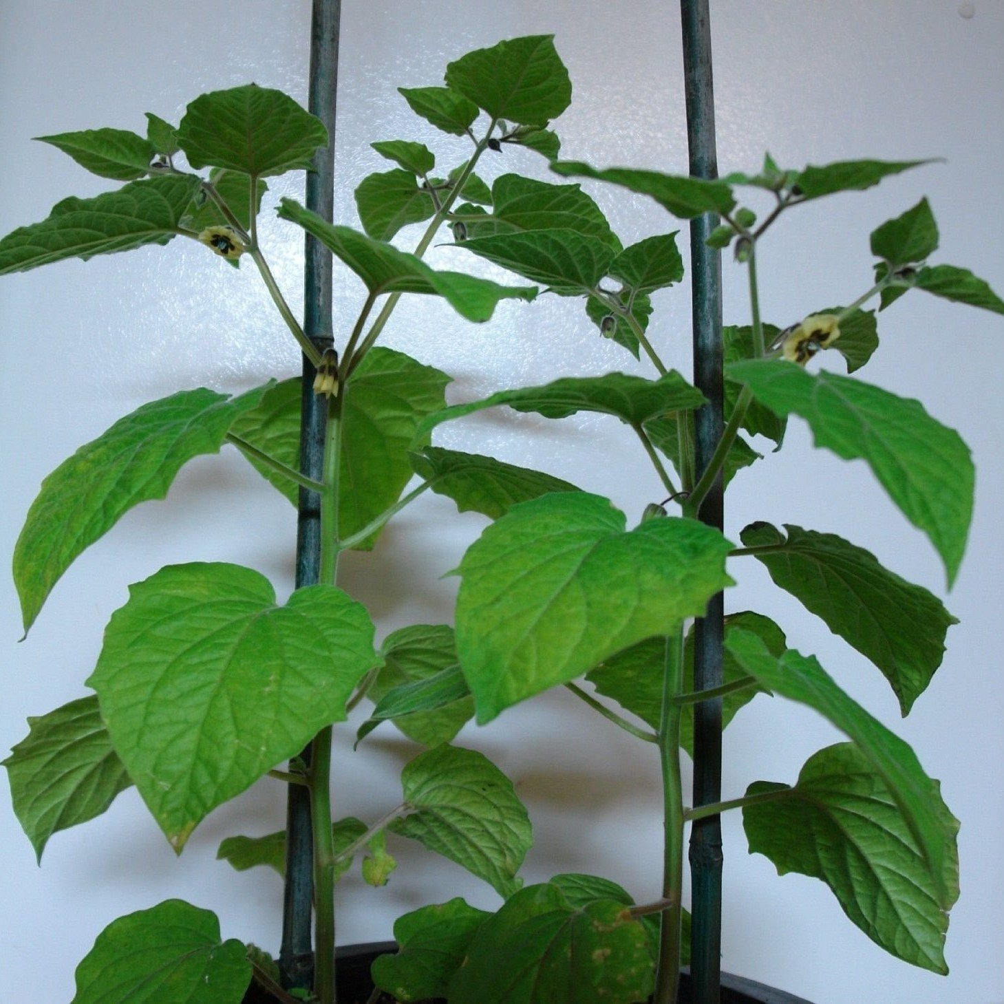 Giant Cape Gooseberry (physalis Peruviana) Packet of 30 Seeds - Palm ...