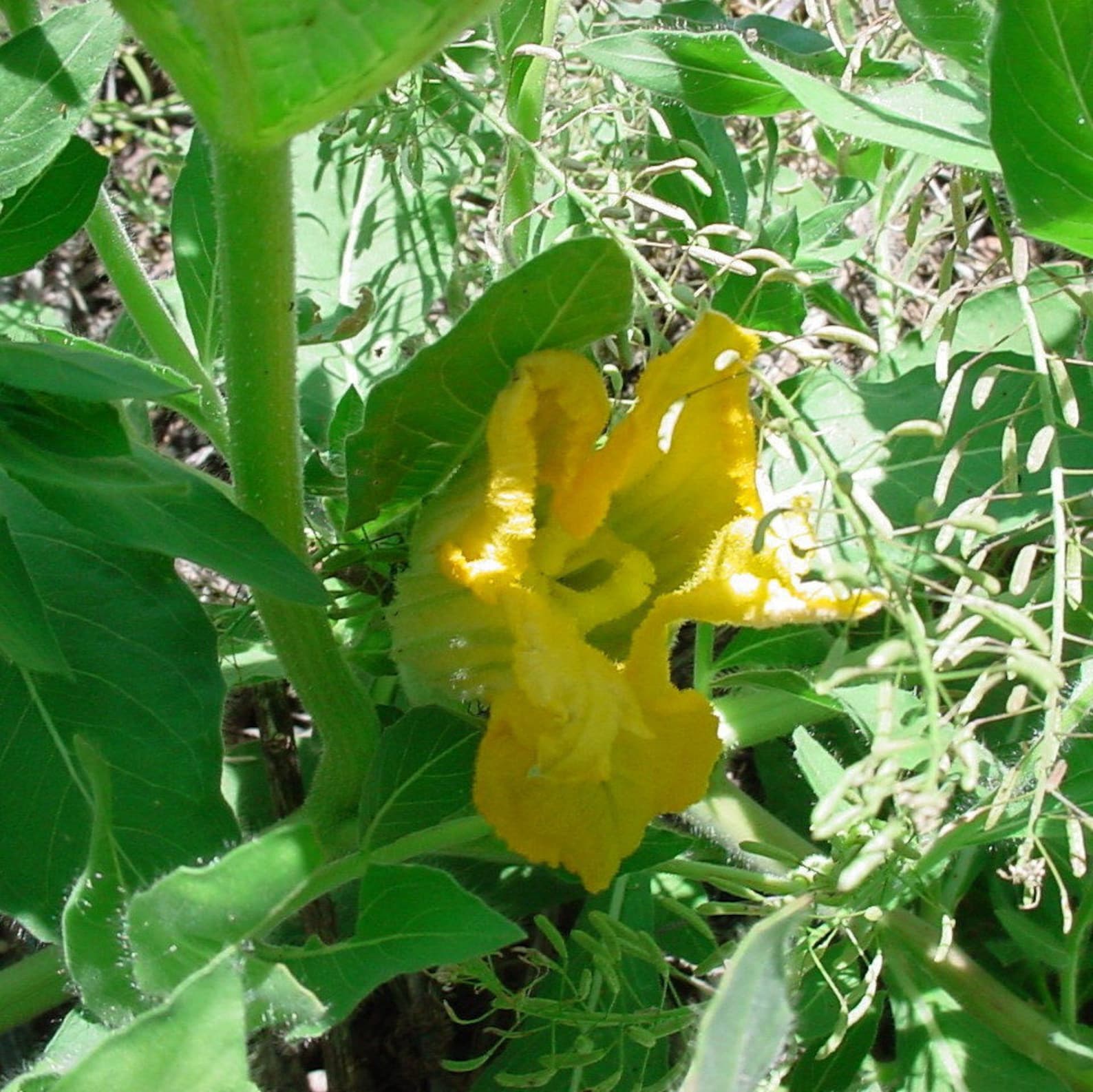 Buffalo Gourd Seeds (cucurbita Foetidissima) Packet of 10 Seeds - Palm ...