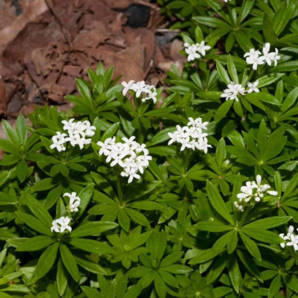 Sweet Woodruff Seeds (galium Odoratum) Packet of 10 Seeds - Palm Beach ...