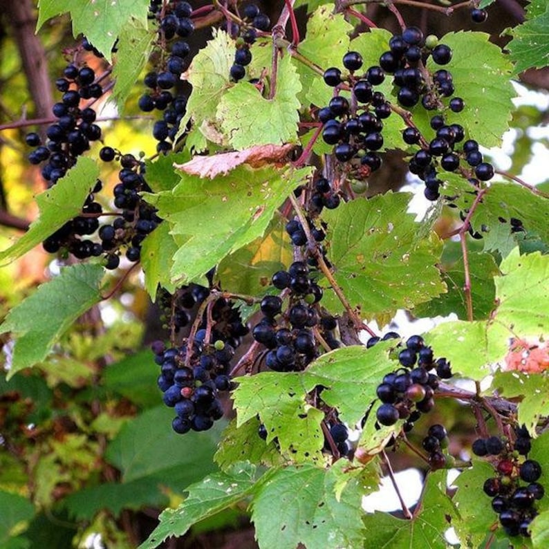 Wild Grape Seeds vitis Riparia Packet of 10 Seeds Palm - Etsy