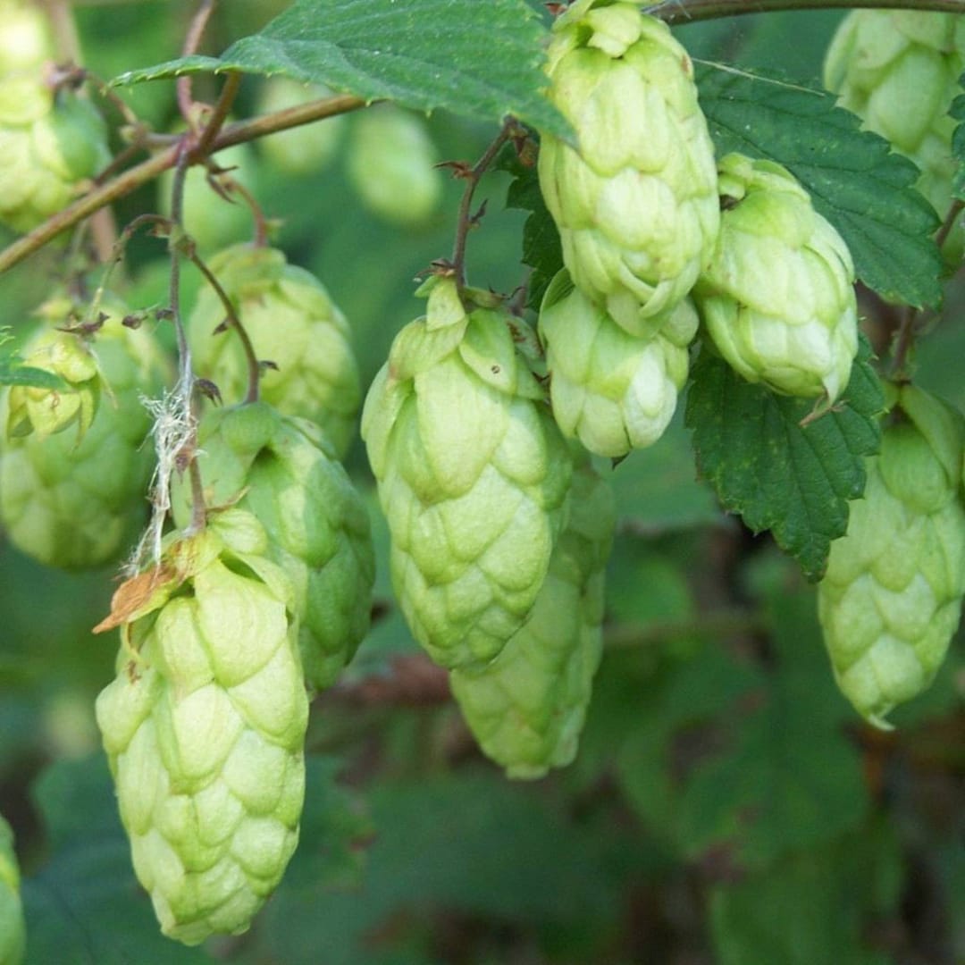 Hops Seeds (humulus Lupulus) Packet of 30 Seeds - Palm Beach Seed ...