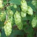 Hops Seeds humulus Lupulus 30 Seeds in Frozen Seed Capsules™ for Seed ...