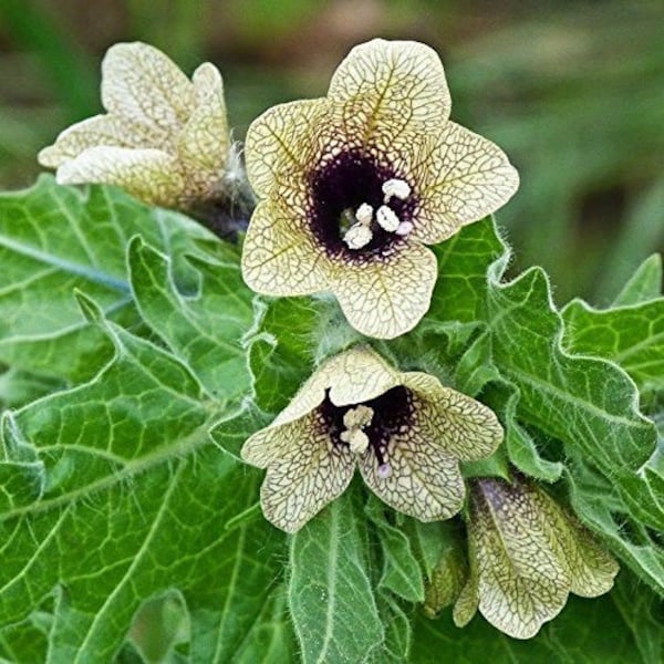 Hyoscyamus Niger - Etsy