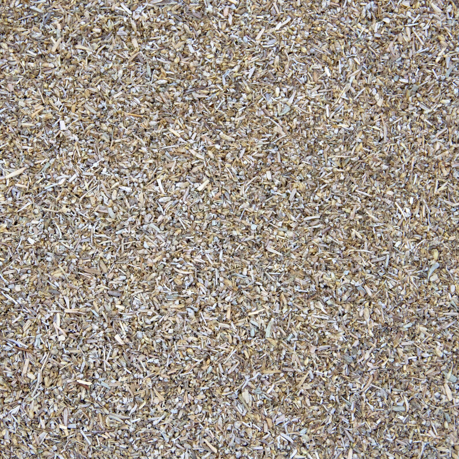 Big Sagebrush Seeds (artemisia Tridentata) 100+ Seeds in Frozen Seed ...