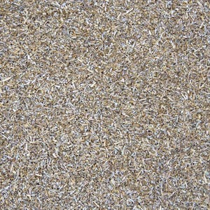 Big Sagebrush Seeds (artemisia Tridentata) 100+ Seeds in Frozen Seed ...