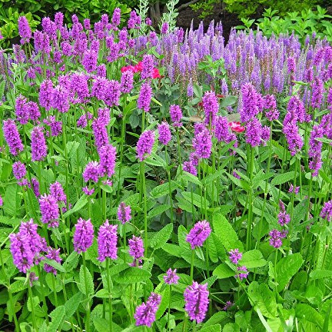 Betony Seeds (stachys Officinalis) Packet of 40 Seeds - Palm Beach Seed ...