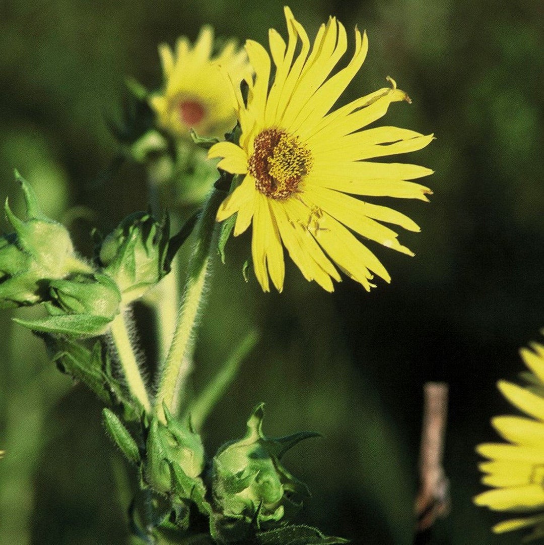 Compass Plant Seeds (silphium Laciniatum) Packet of 10+ Seeds - Palm ...