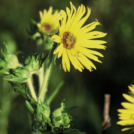 Compass Plant Seeds silphium Laciniatum Packet of 10 Seeds | Etsy